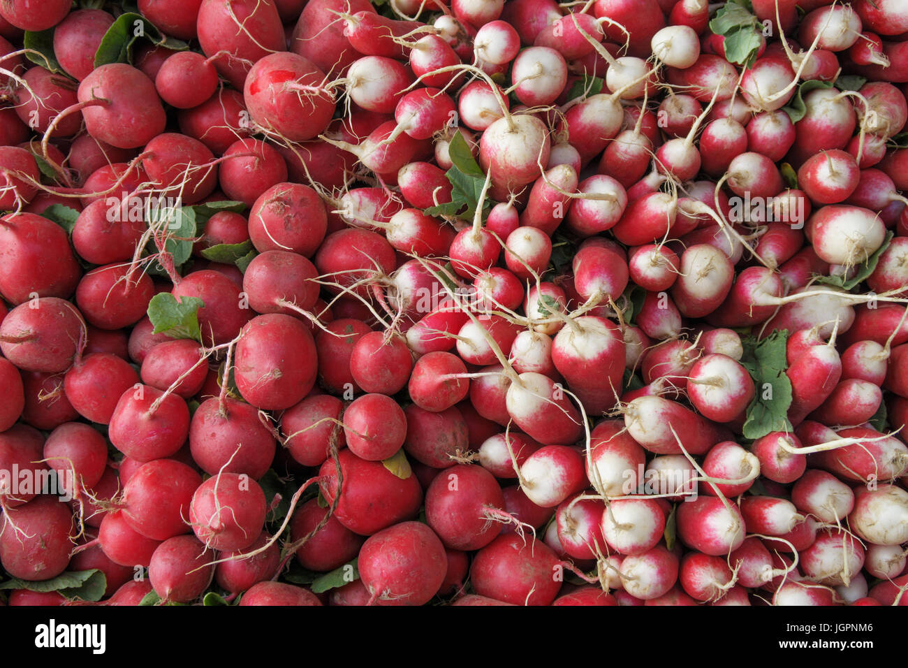 Sorten von Rettich Stockfotografie - Alamy