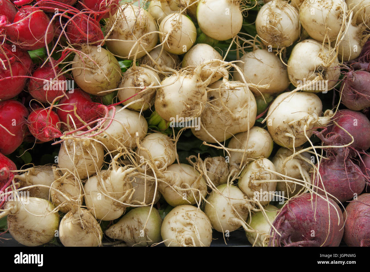 Rettich sorten -Fotos und -Bildmaterial in hoher Auflösung – Alamy