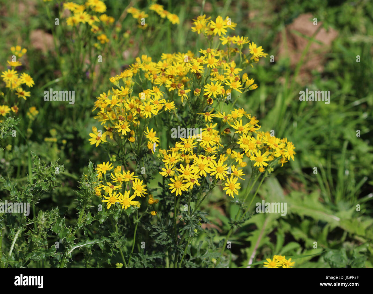 Jacobaea erucifolia -Fotos und -Bildmaterial in hoher Auflösung – Alamy