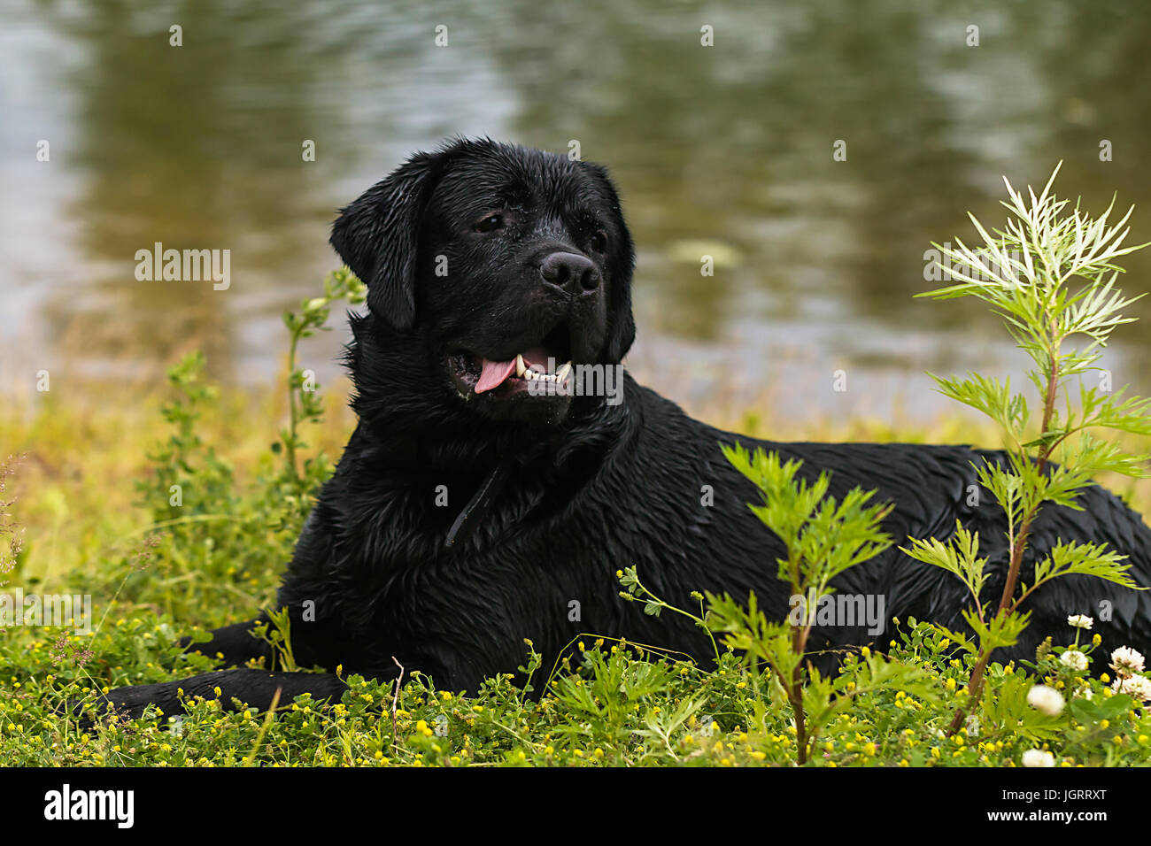 großer schwarzer Hund Labrador Retriever, Erwachsene reinrassigen Lab ...