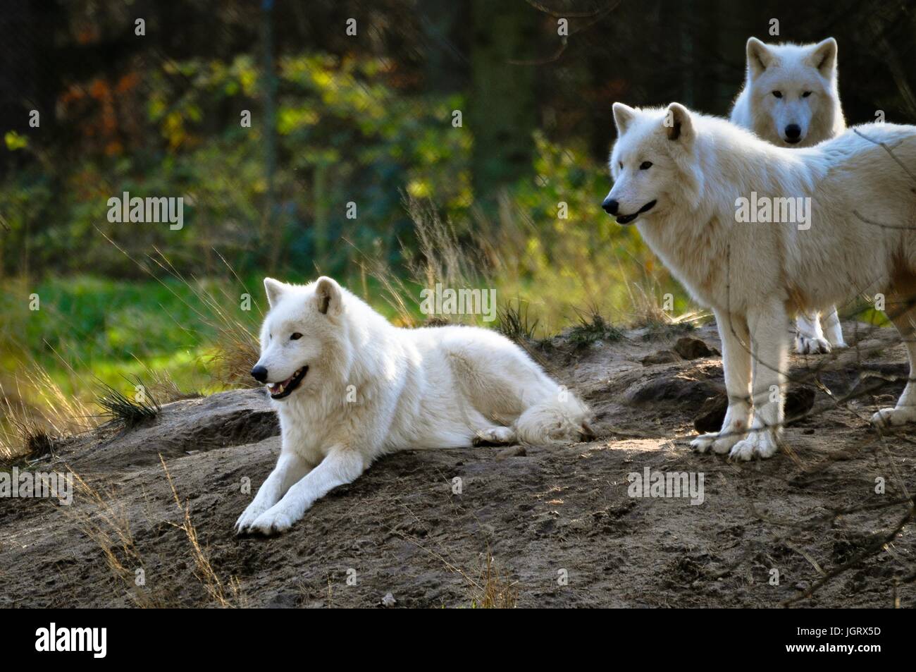 Canadian Arctic Wolves Stockfotos und -bilder Kaufen - Alamy