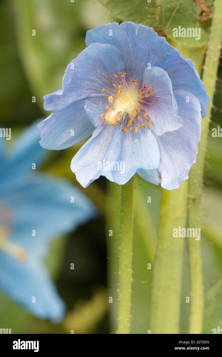 Blauer mohn baileyi -Fotos und -Bildmaterial in hoher Auflösung – Alamy