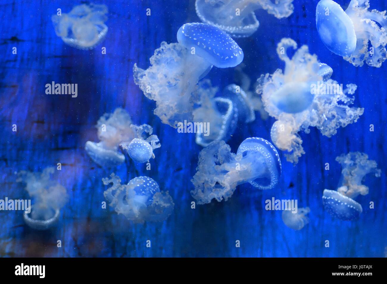 Qualle abstrakt -Fotos und -Bildmaterial in hoher Auflösung – Alamy