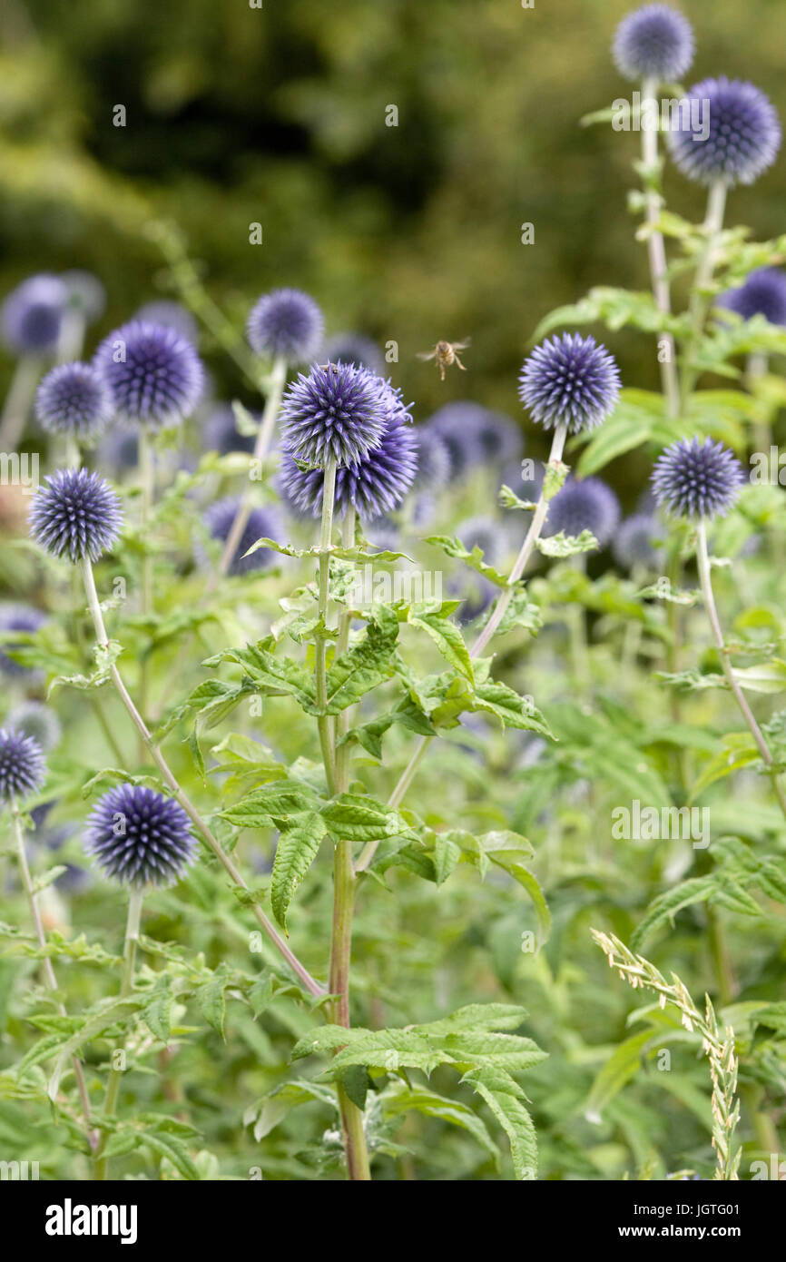 Echinops Bannaticus 'Taplow Blue'. Globe Distel Blume Stockfotografie ...
