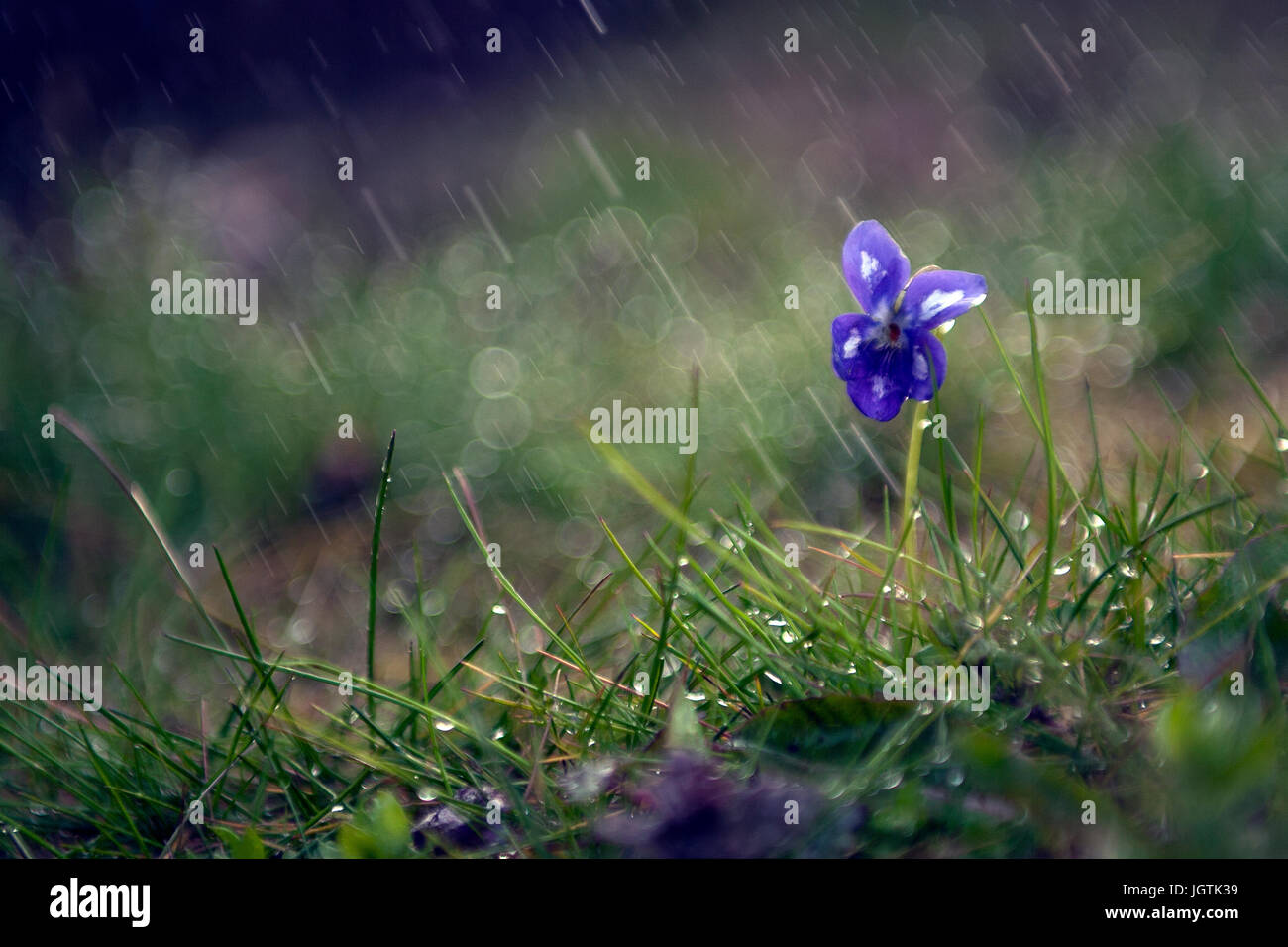 Wilde Violette Blume Stockfotos und -bilder Kaufen - Alamy