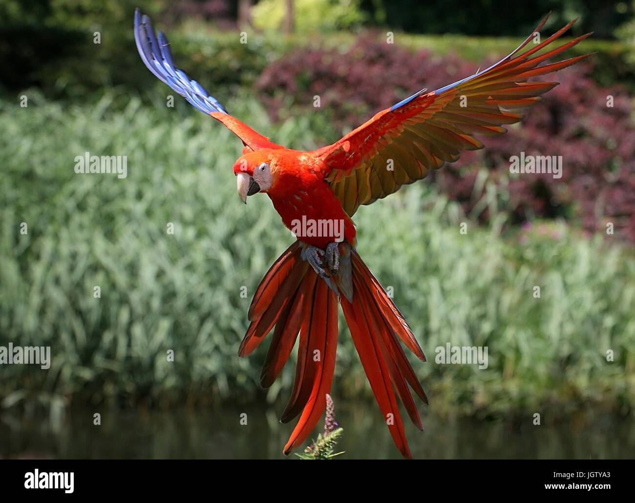 Roter ara im flug -Fotos und -Bildmaterial in hoher Auflösung – Alamy
