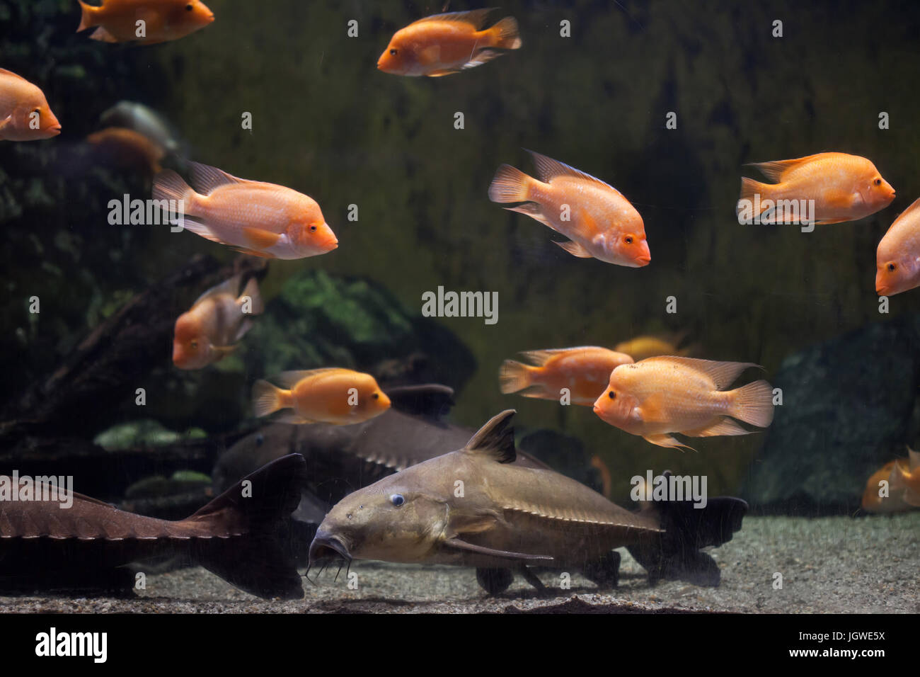 Ripsaw wels -Fotos und -Bildmaterial in hoher Auflösung – Alamy