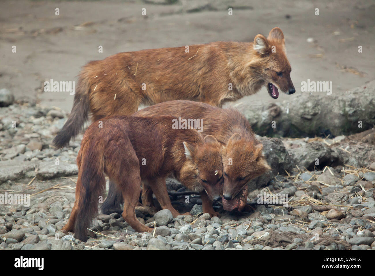 Cuon Alpinus Lepturus Stockfotos und -bilder Kaufen - Alamy