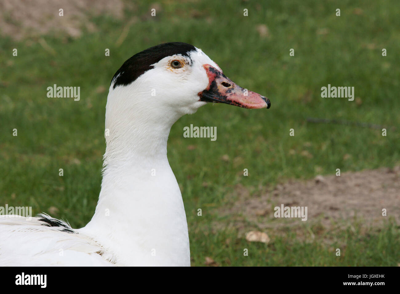 Mulard Ente Stockfotos und -bilder Kaufen - Alamy