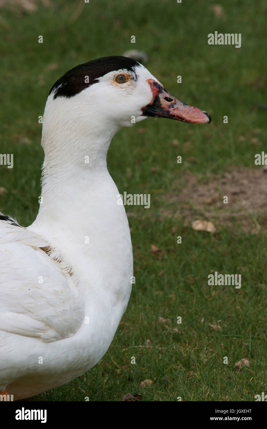 Mulard ente -Fotos und -Bildmaterial in hoher Auflösung – Alamy