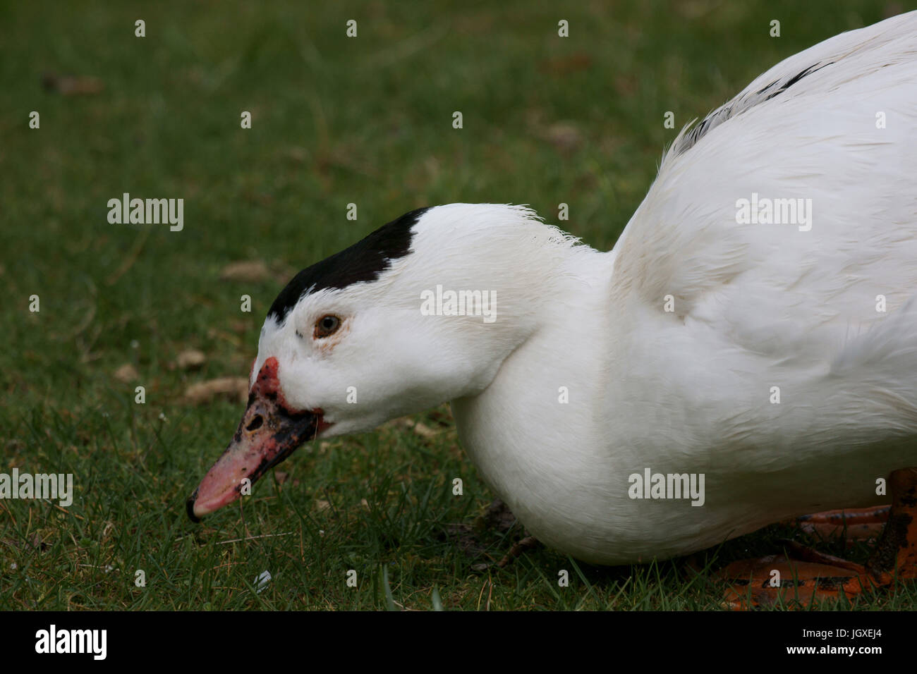Mulard ente -Fotos und -Bildmaterial in hoher Auflösung – Alamy