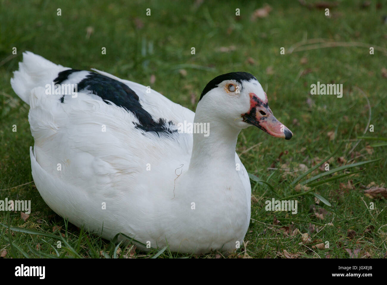 Mulard Ente Stockfotos und -bilder Kaufen - Alamy