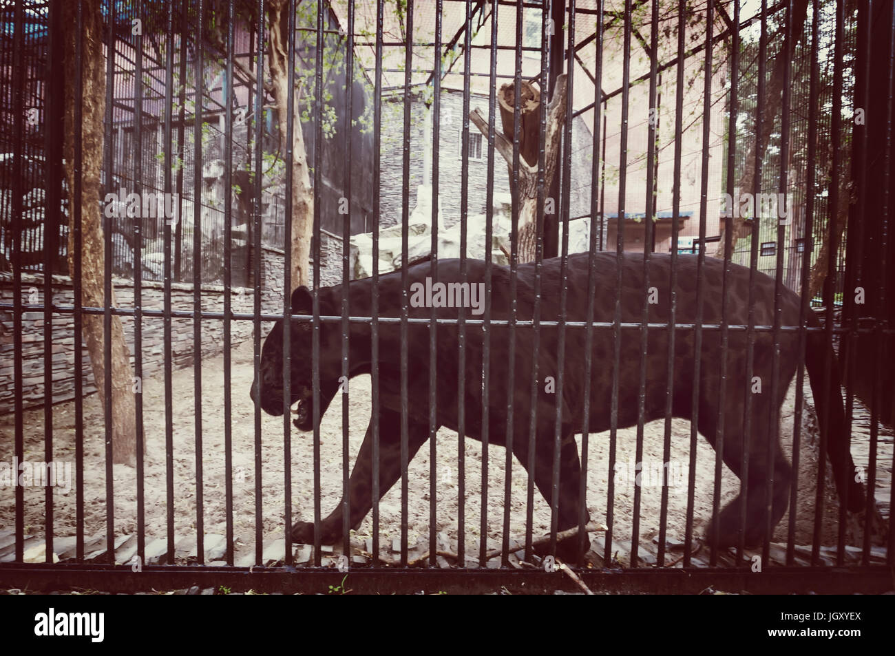 Schwarzer panther -Fotos und -Bildmaterial in hoher Auflösung – Alamy