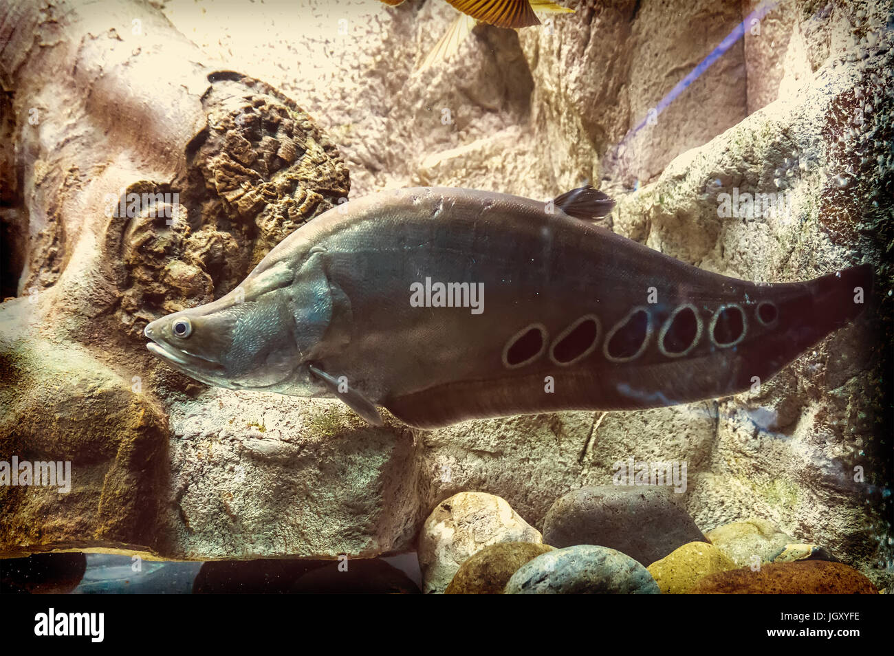 Chitala chitala -Fotos und -Bildmaterial in hoher Auflösung – Alamy