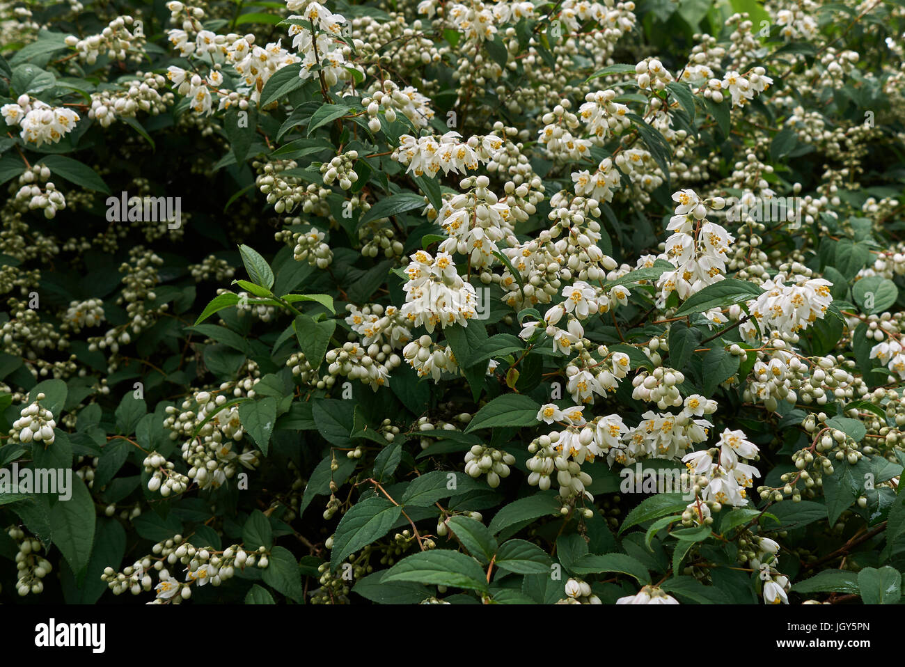 White Flowering Deutzia Shrub Stockfotos und -bilder Kaufen - Alamy