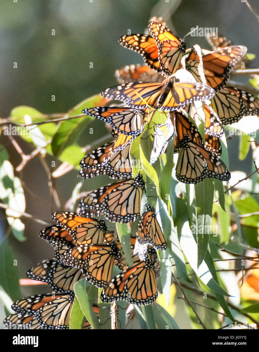 Monarchfalter (Danaus Plexippus) Cluster Stockfotografie - Alamy