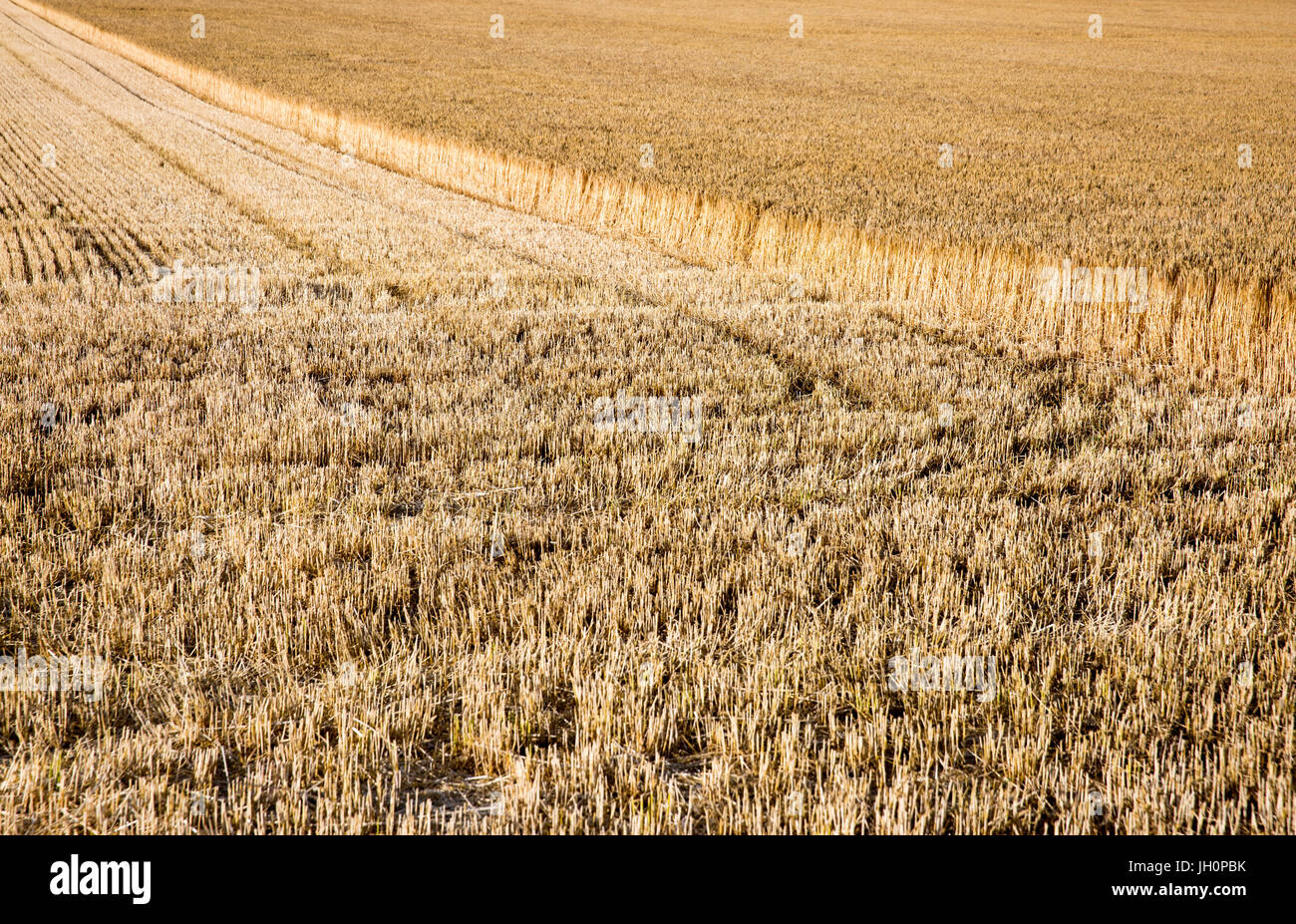 Weizen ernte -Fotos und -Bildmaterial in hoher Auflösung – Alamy
