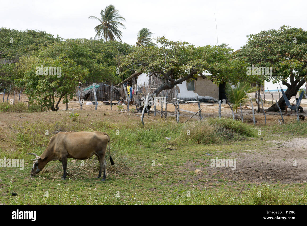 Ochse und kuh -Fotos und -Bildmaterial in hoher Auflösung – Alamy
