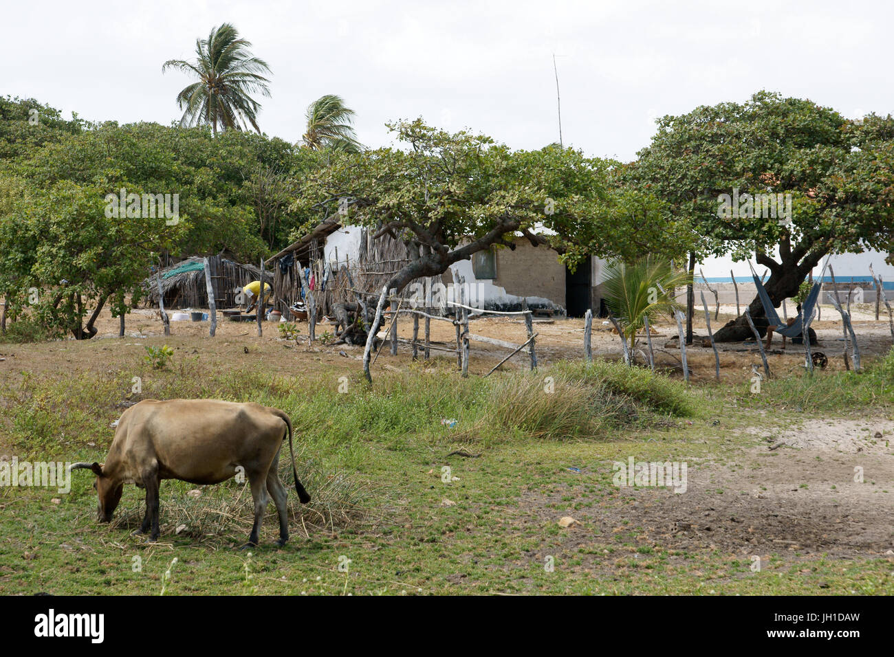 Ochse und kuh -Fotos und -Bildmaterial in hoher Auflösung – Alamy