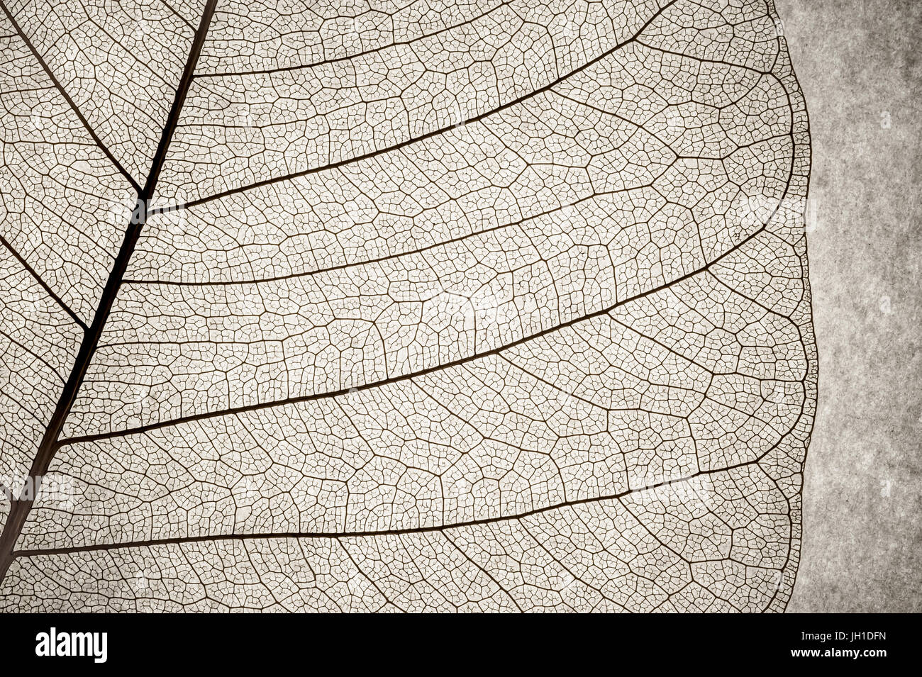 Struttura cellula -Fotos und -Bildmaterial in hoher Auflösung – Alamy