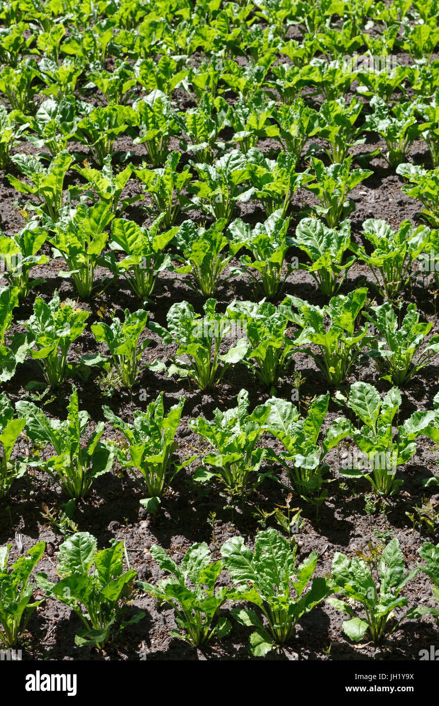 Mangold Wurzel Stockfotos und -bilder Kaufen - Alamy