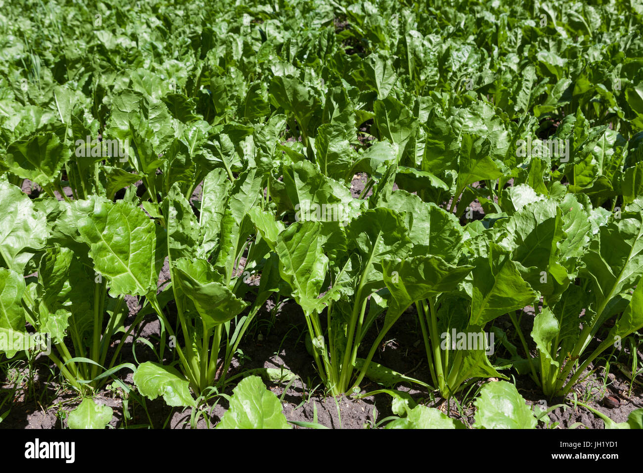 Mangold Wurzel Stockfotos und -bilder Kaufen - Alamy