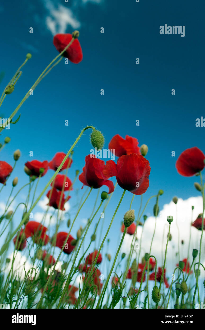 Mohn Wildblumenwiese Stockfotos und -bilder Kaufen - Alamy