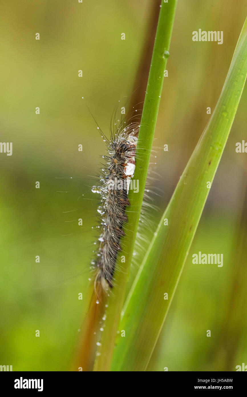 Eine schöne flauschige Raupe auf einer Wiese mit Wassertropfen ...