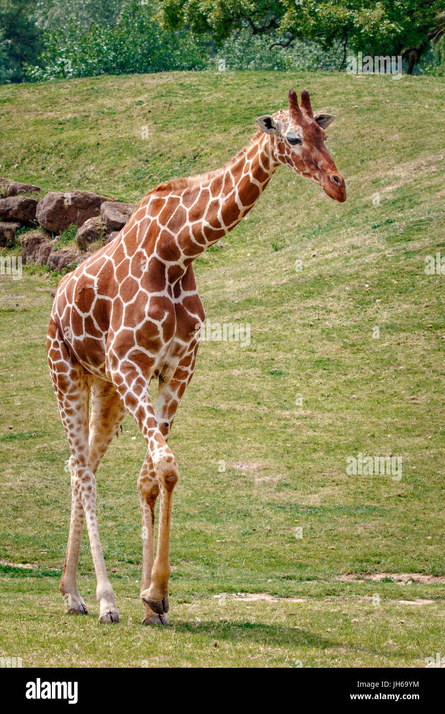 Giraffe Body Stockfotos und -bilder Kaufen - Alamy