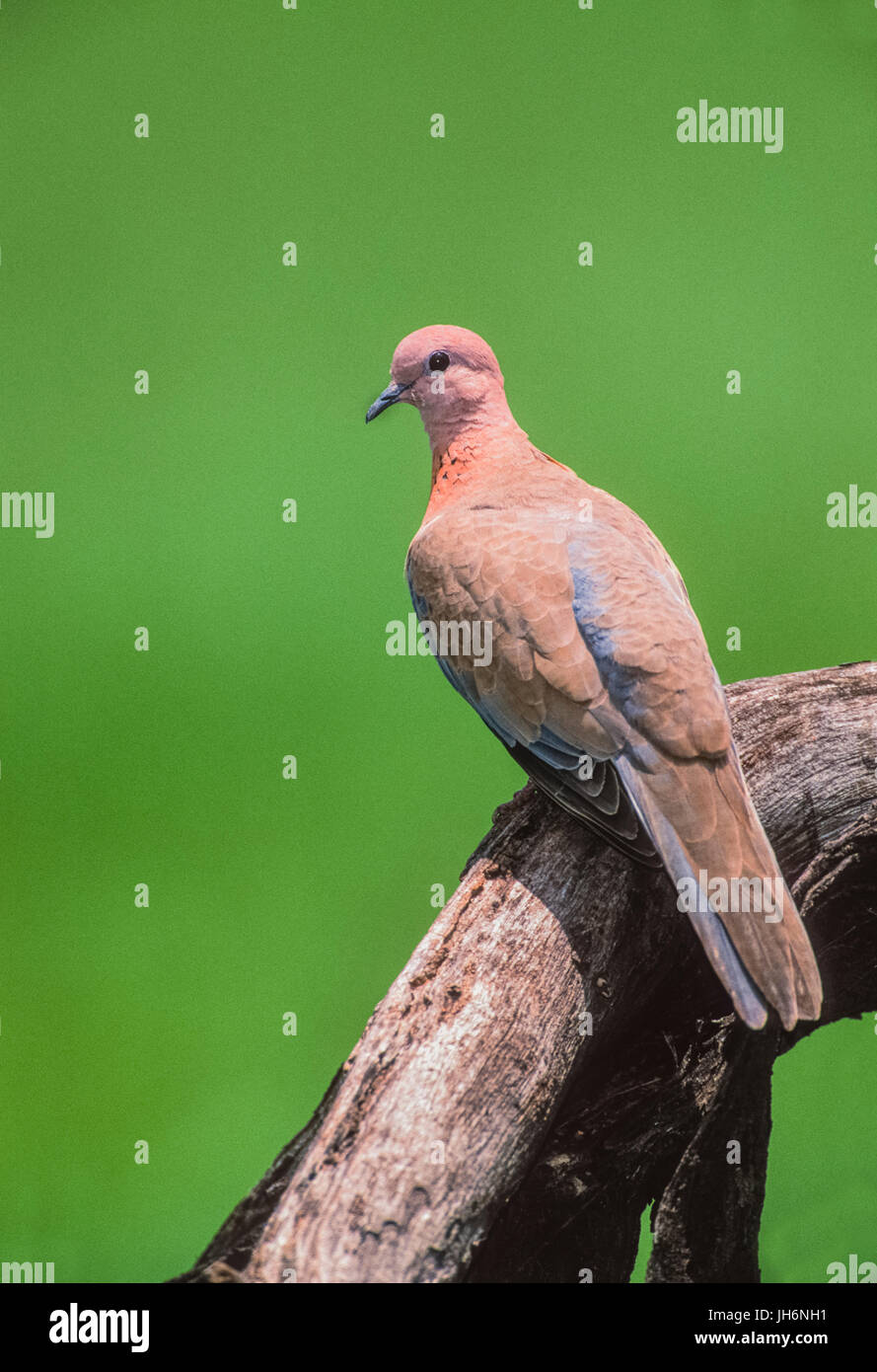 Indian dove -Fotos und -Bildmaterial in hoher Auflösung – Alamy