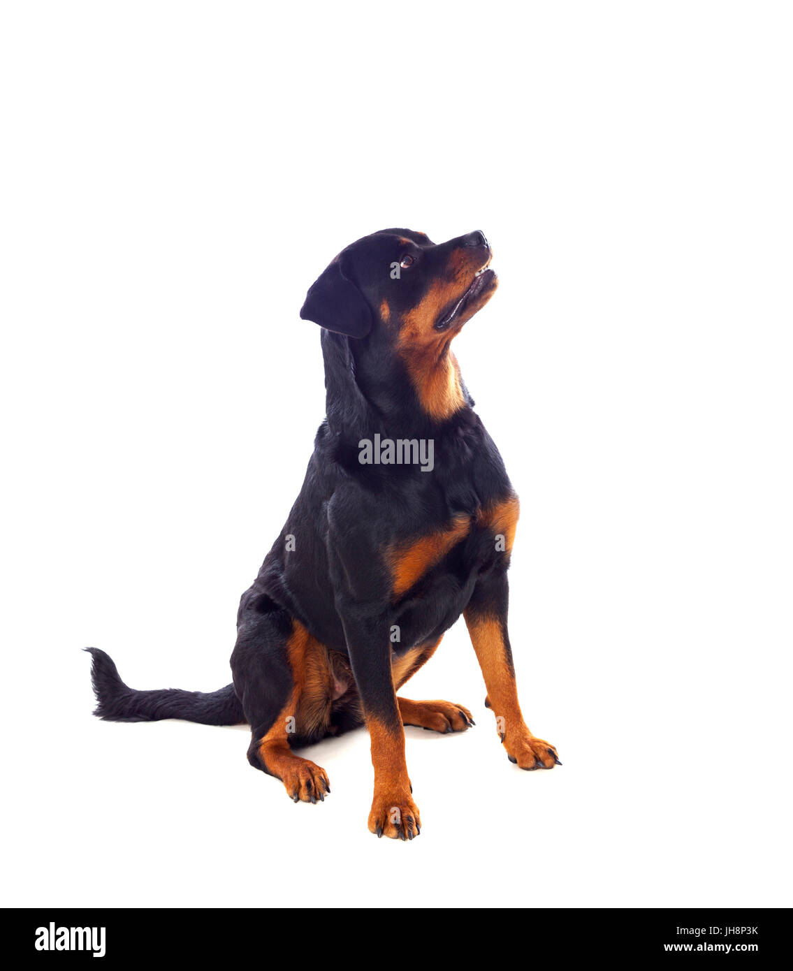 Friendly rottweiler -Fotos und -Bildmaterial in hoher Auflösung - Seite ...