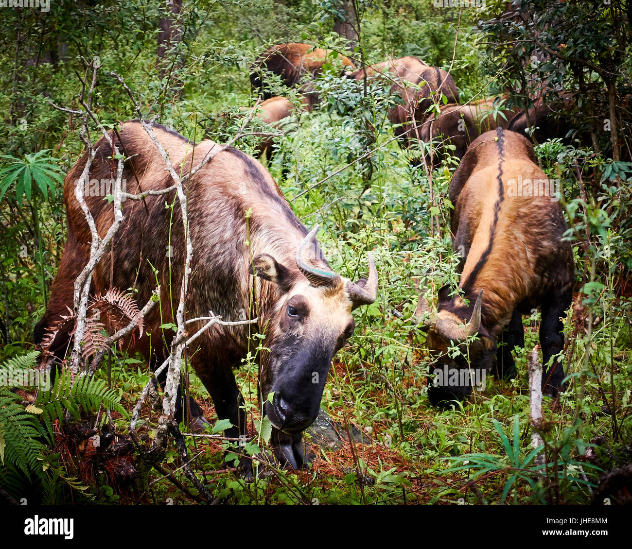 Motithang reserve -Fotos und -Bildmaterial in hoher Auflösung – Alamy
