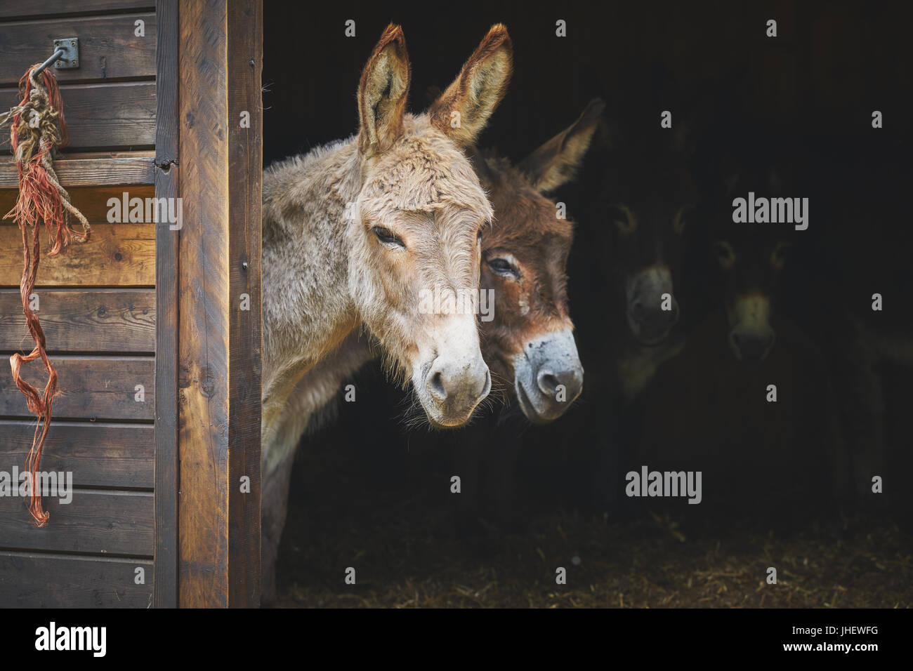 Esel stabil -Fotos und -Bildmaterial in hoher Auflösung – Alamy