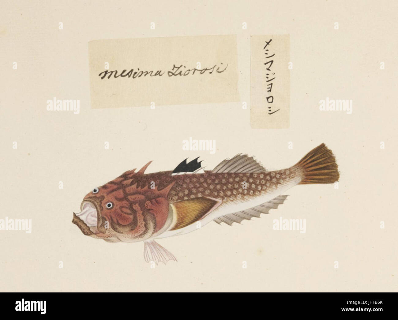 Uranoscopus japonicus -Fotos und -Bildmaterial in hoher Auflösung – Alamy