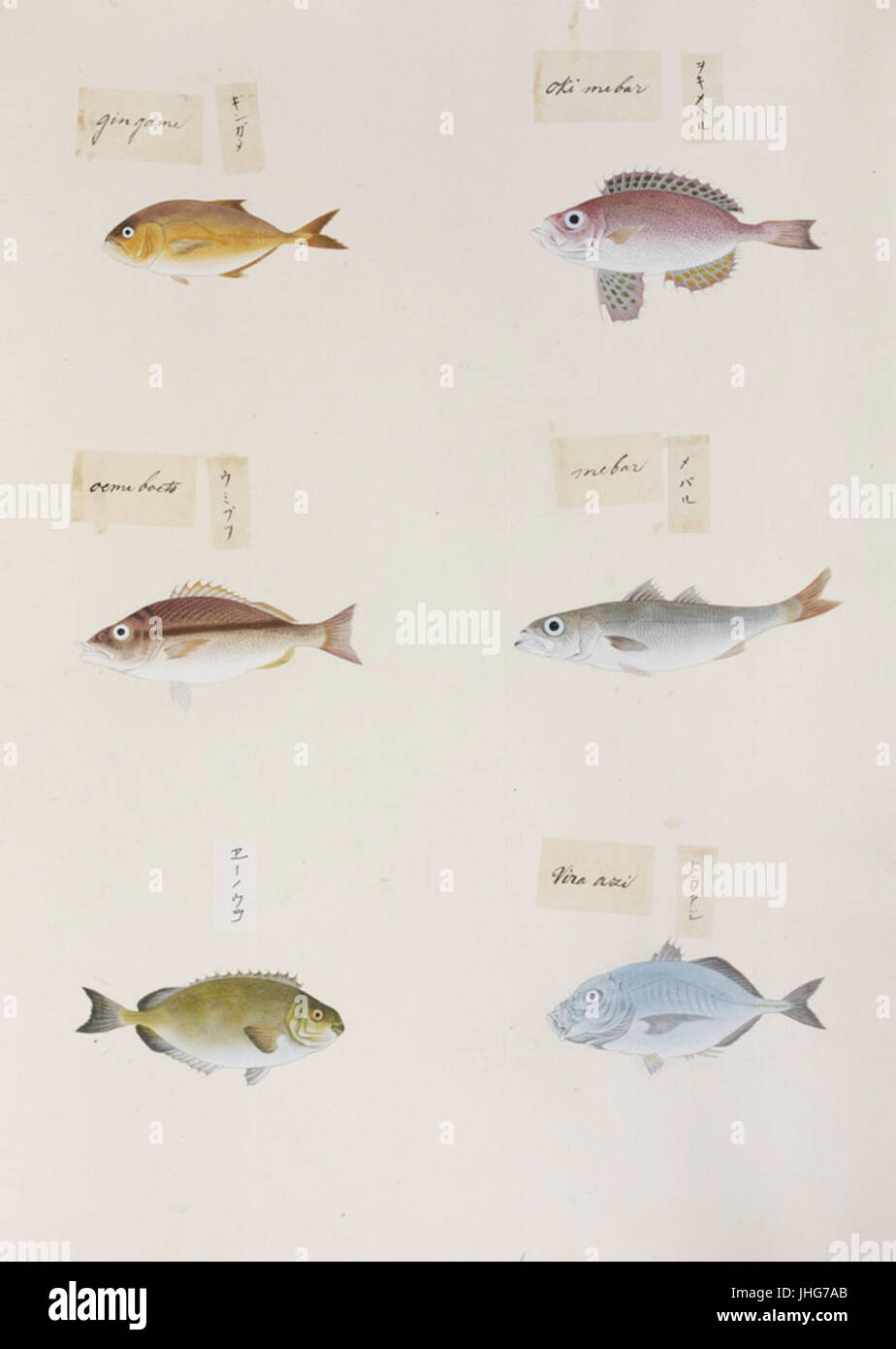 Naturalis Biodiversity Center - RMNH. Art.319-Caranx SP.-Priacanthus SP ...