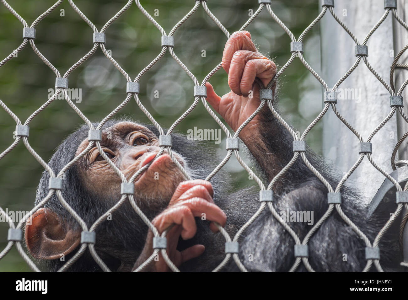 Chimpanzee in zoo -Fotos und -Bildmaterial in hoher Auflösung – Alamy