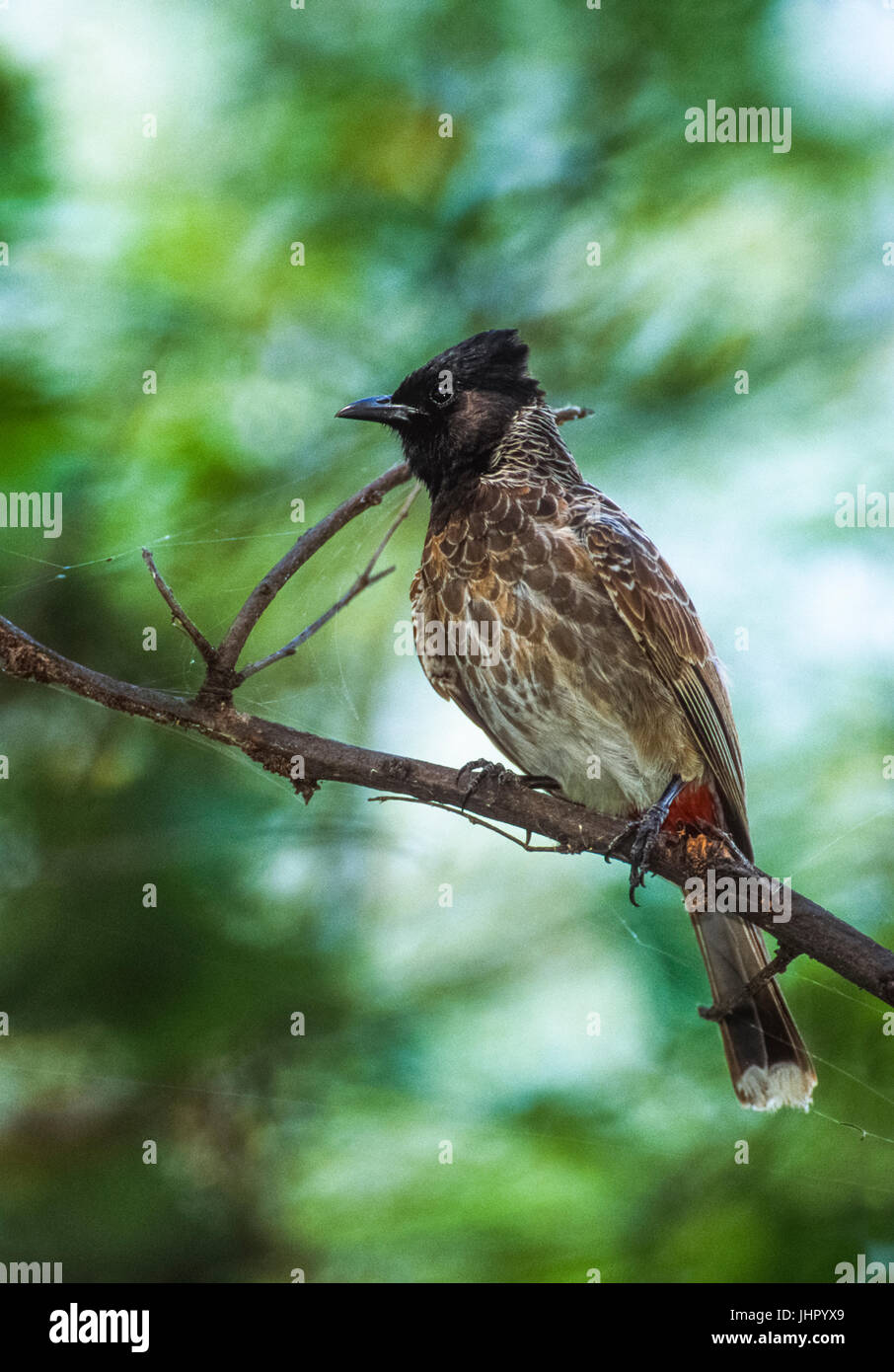 Pycnonotus cafer bengalensis -Fotos und -Bildmaterial in hoher ...