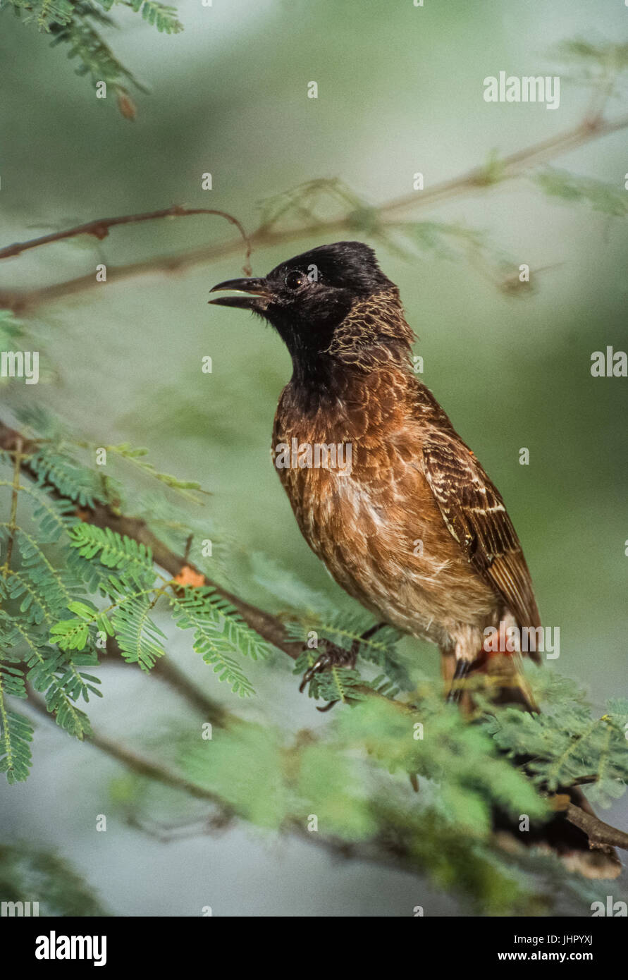 Pycnonotus cafer bengalensis -Fotos und -Bildmaterial in hoher ...