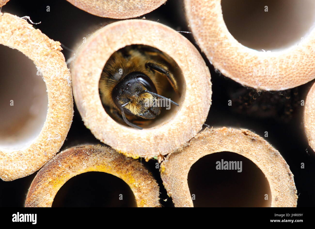 Nest chamber -Fotos und -Bildmaterial in hoher Auflösung – Alamy