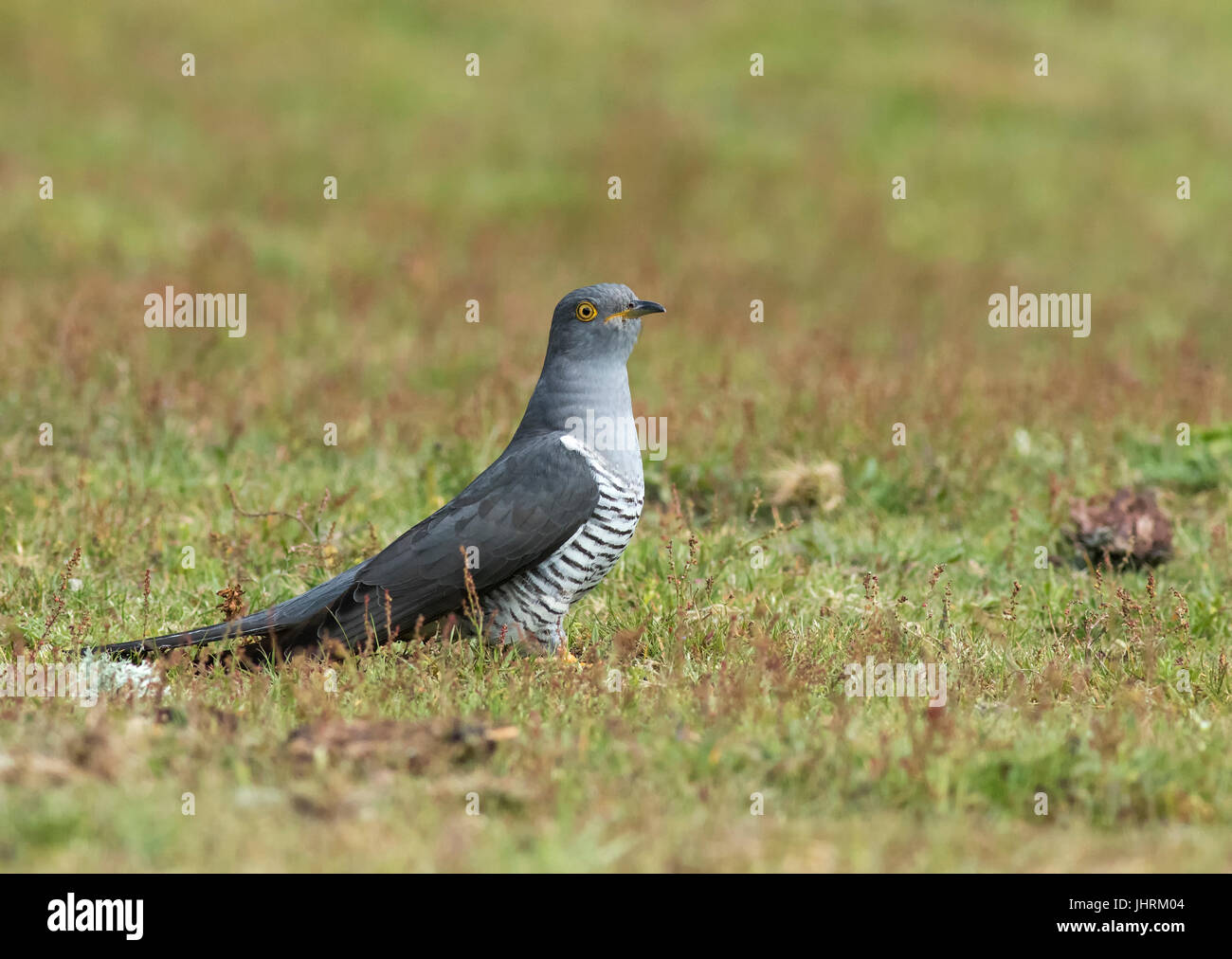 Der Kuckuck Stockfotos und -bilder Kaufen - Alamy