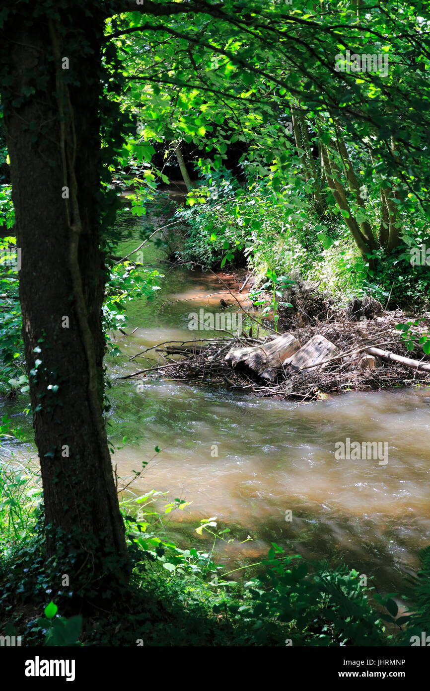 Biberbau, Biber, Biberdamm, Damm eine der Lauter Im Elsaß, Frankreich ...