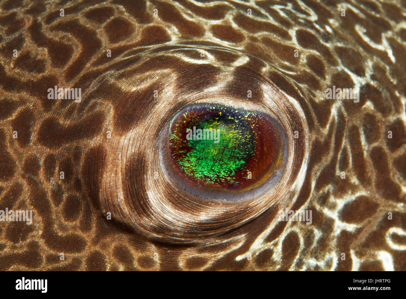 Fish eye -Fotos und -Bildmaterial in hoher Auflösung – Alamy