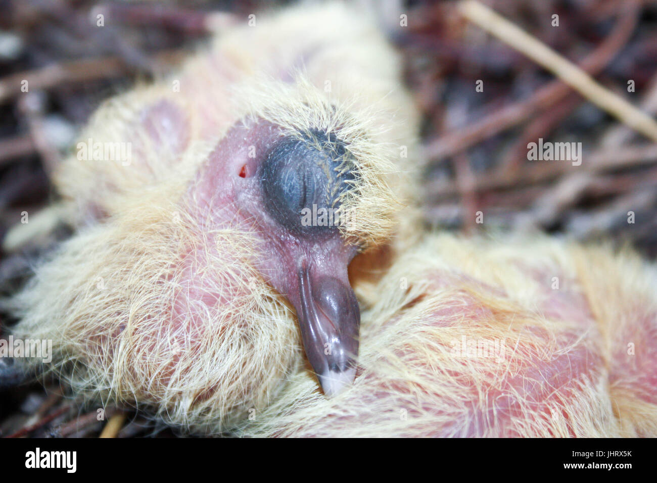Baby Taube Stockfotos und -bilder Kaufen - Alamy