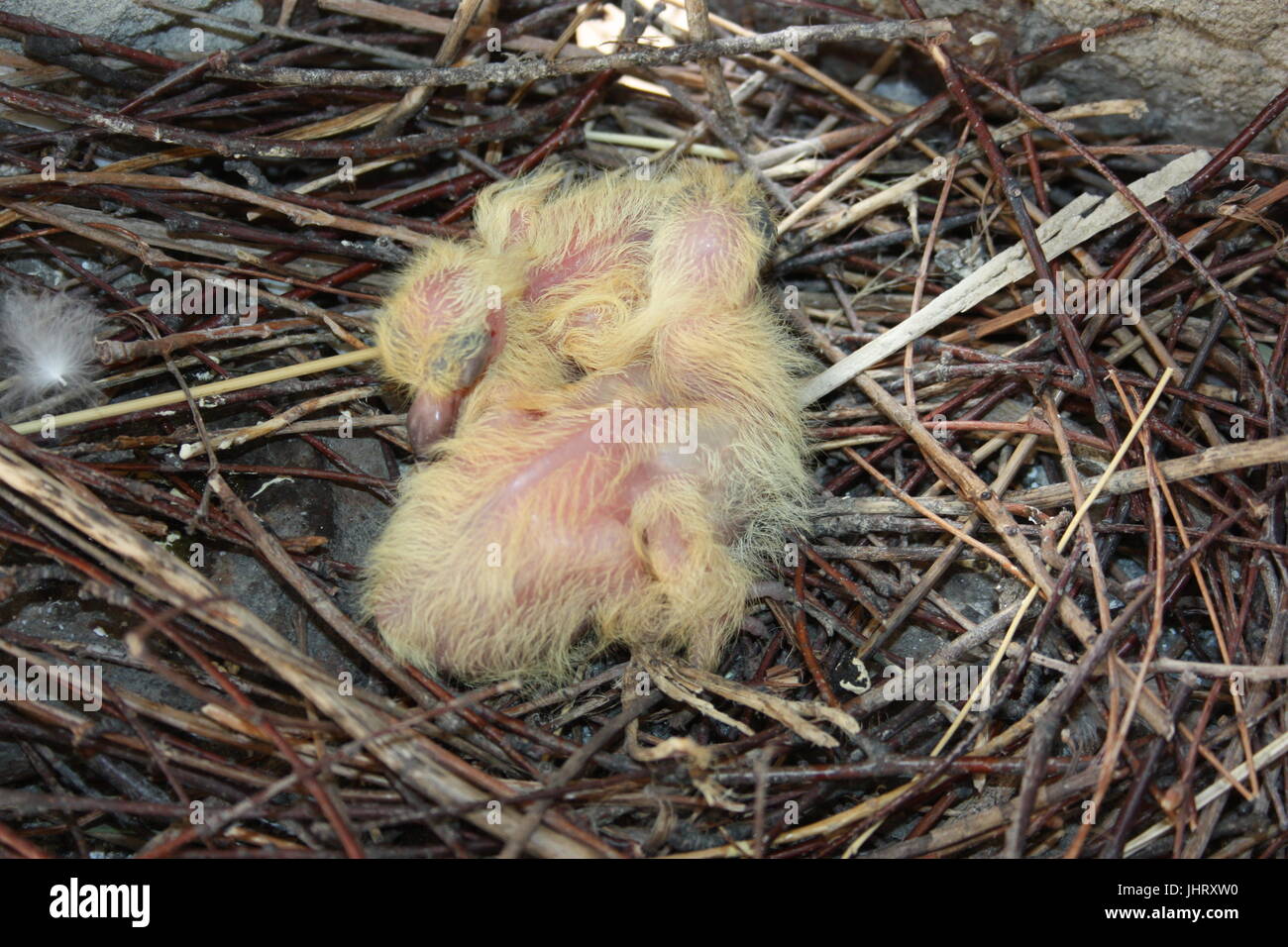 Holz taubenei -Fotos und -Bildmaterial in hoher Auflösung – Alamy