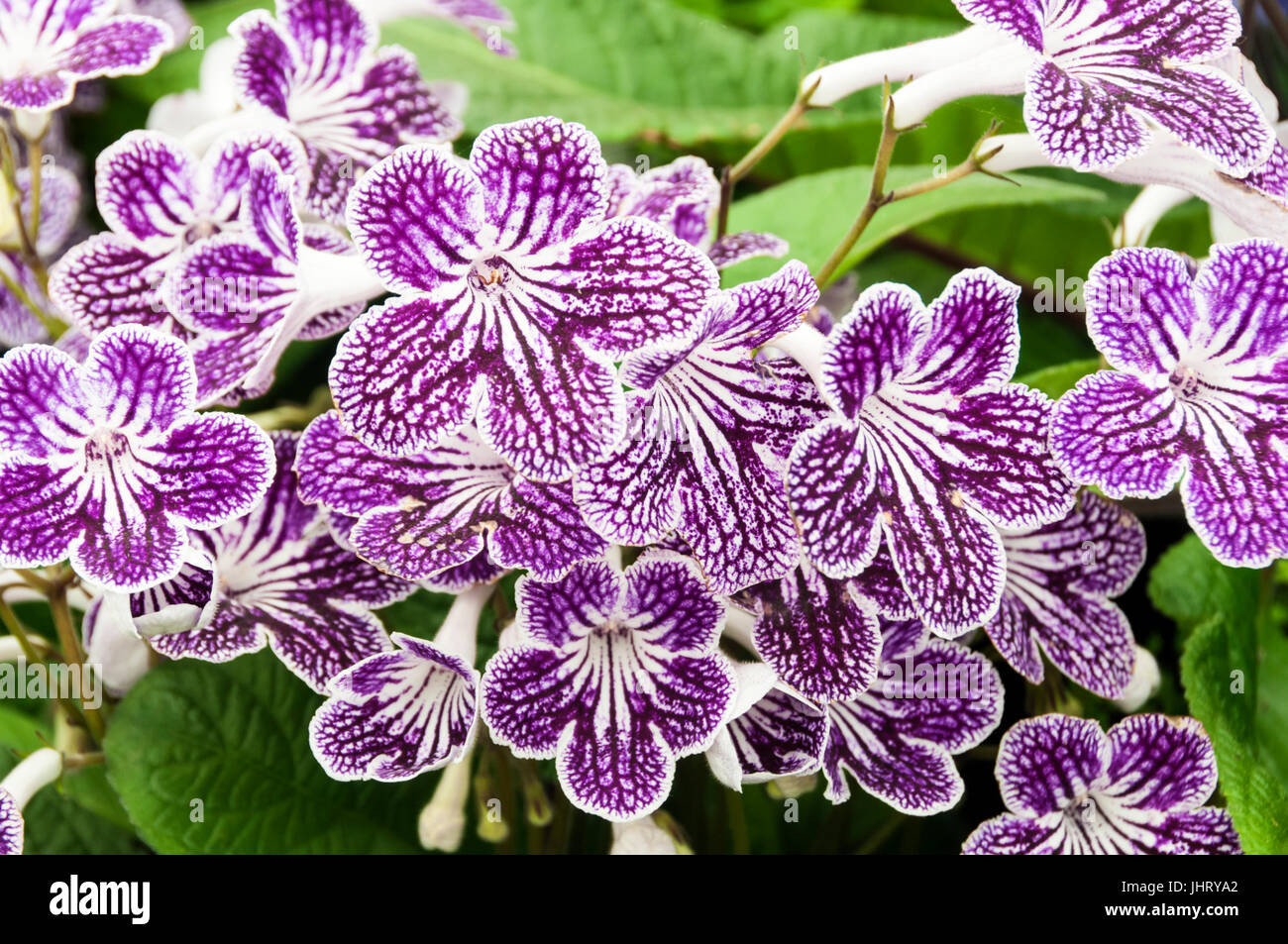 Violetter punkt -Fotos und -Bildmaterial in hoher Auflösung – Alamy