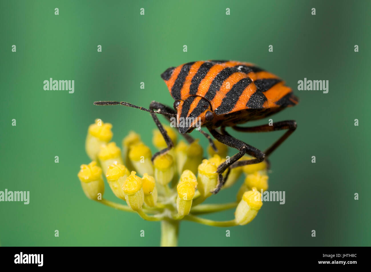 Rote gestreifte wanze -Fotos und -Bildmaterial in hoher Auflösung – Alamy