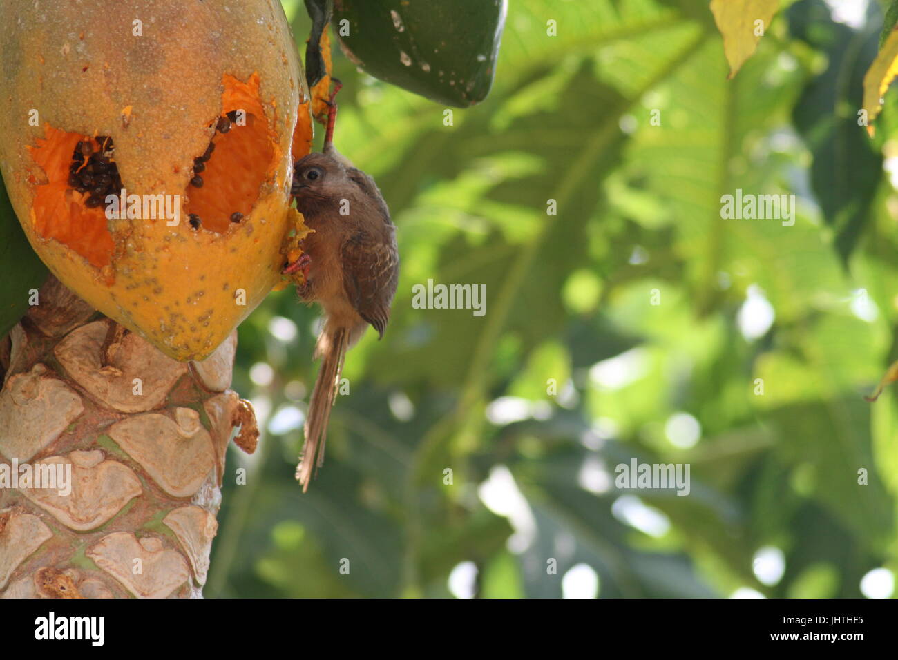 Vogel isst obst -Fotos und -Bildmaterial in hoher Auflösung – Alamy