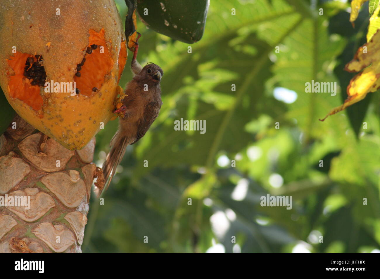 Vogel isst obst -Fotos und -Bildmaterial in hoher Auflösung – Alamy