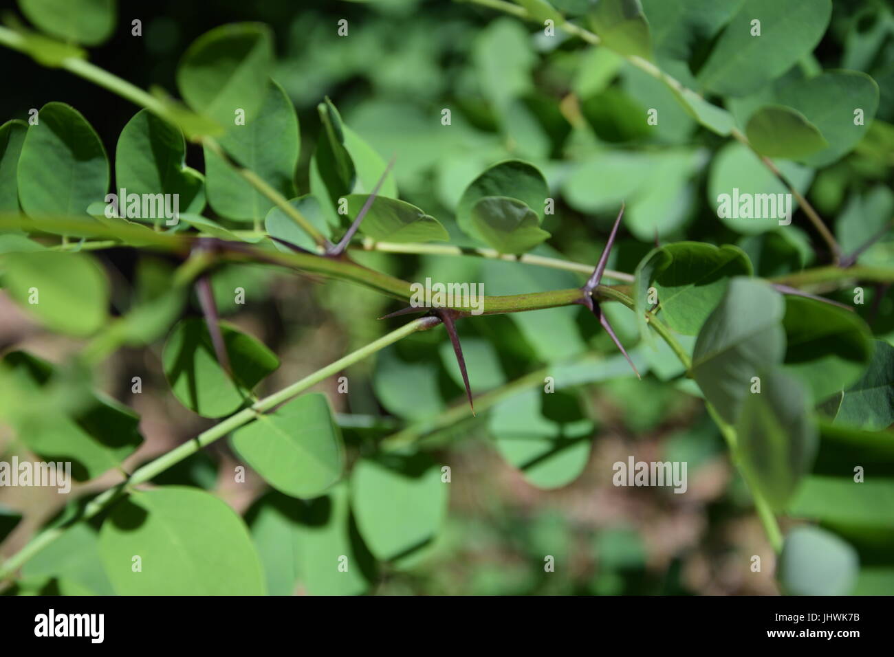 Robinie pseudoacacia baum -Fotos und -Bildmaterial in hoher Auflösung ...