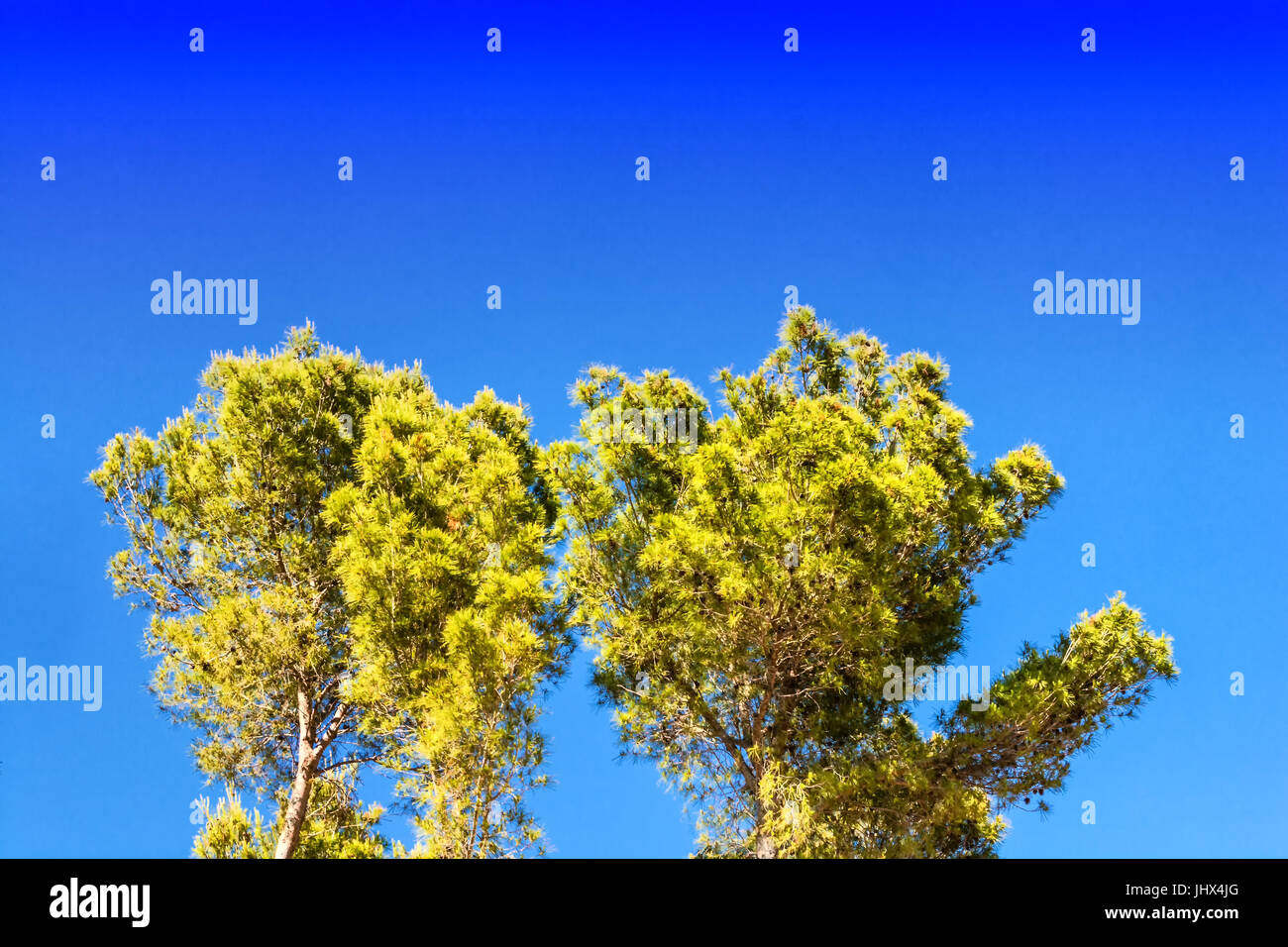 Landschaft, Baumkronen von Pinien und Palmen am Mittelmeer auf Mallorca ...